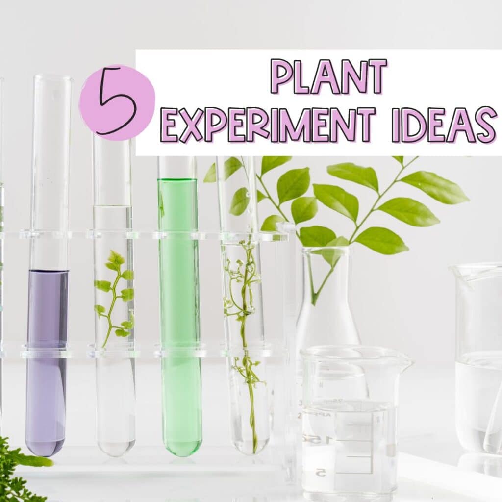 5 Plants Experiments For Kids | Fun Science Activities on Growth and ...